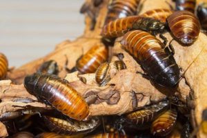 Only In China – The World’s Largest Insect Farm, Producing 6 Billion ...